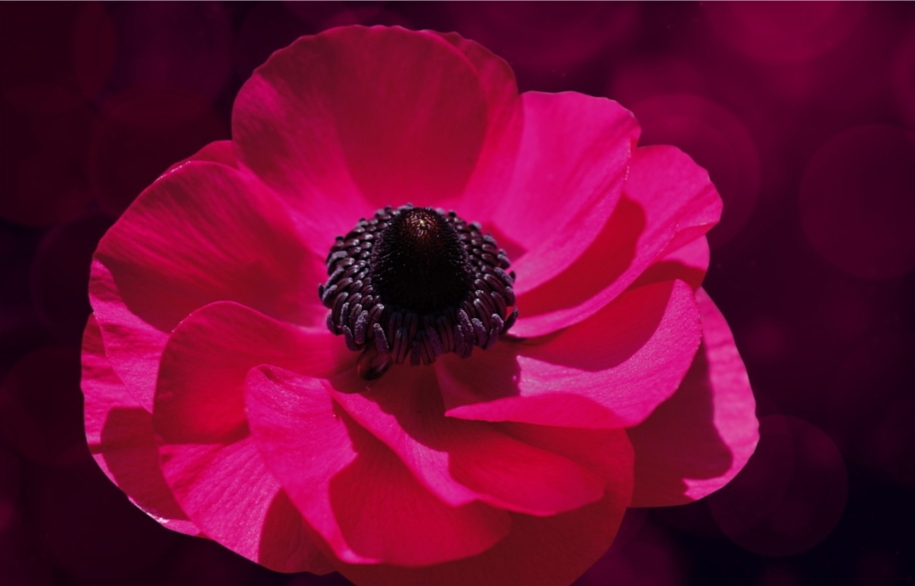 How the Magenta Colour Code Can Elevate Your Designs – Disrupt